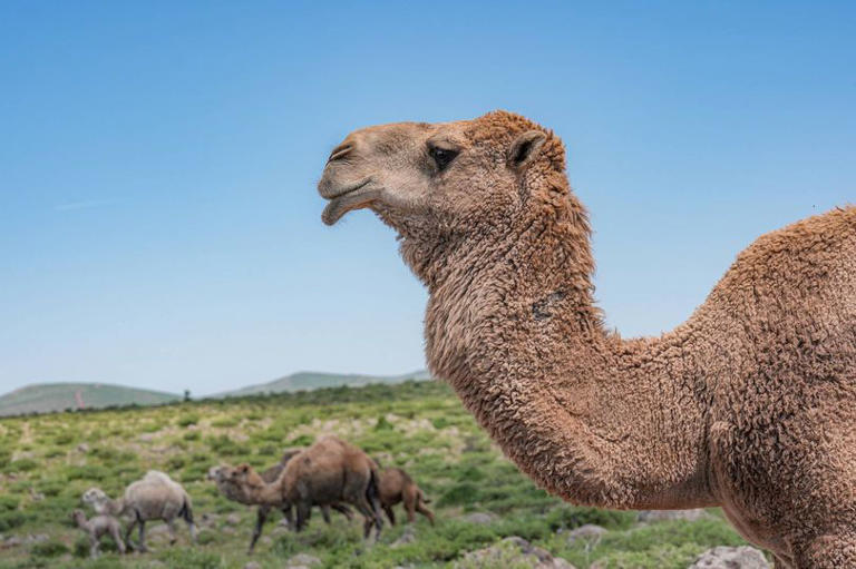 Mom's horror death after pet camel tried to mate with her and killed her