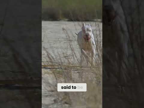 Dogo Argentino Expert Reveals the SURPRISING Truth About Coyote Encounters