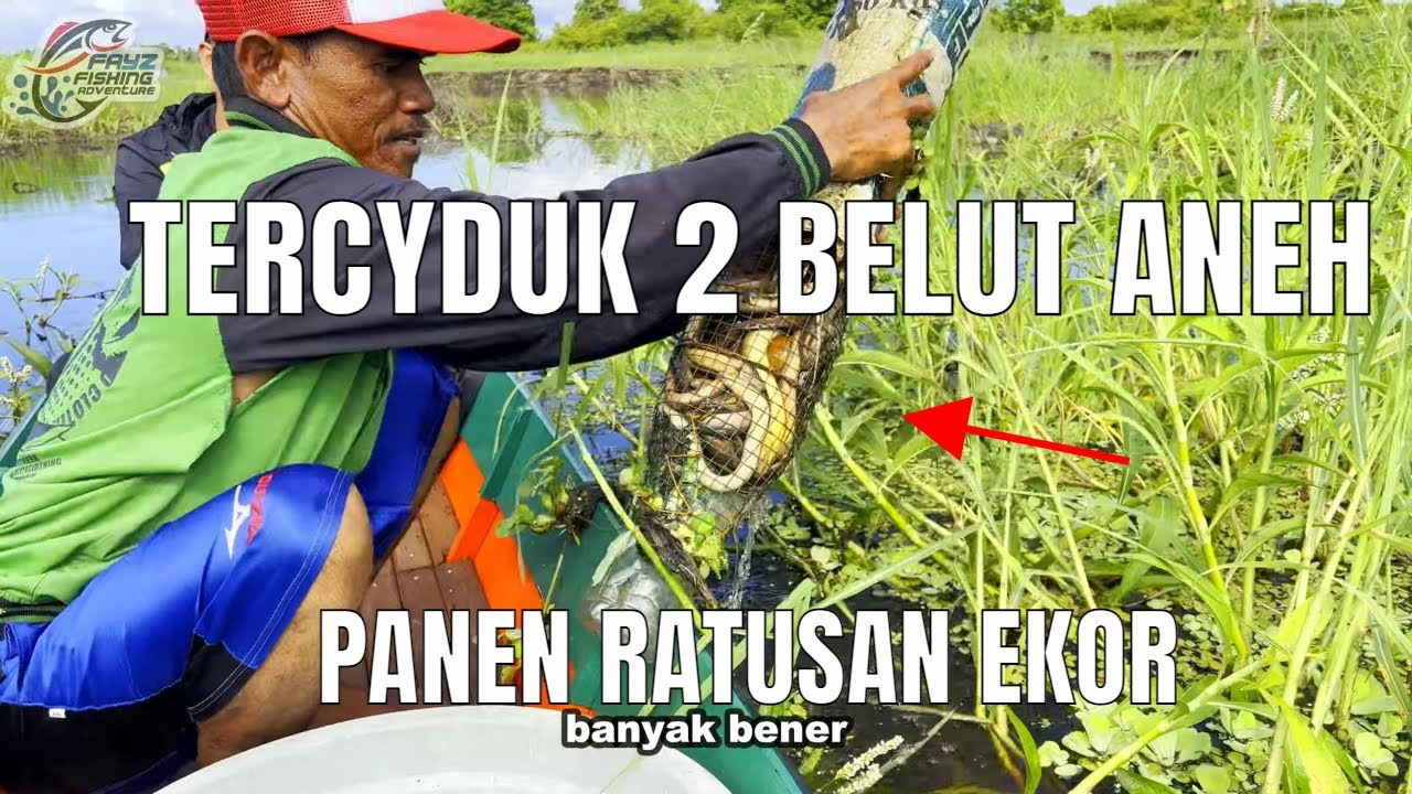 Kalambuay, Umpan Terampuh Pengundang Ratusan Belut Kalimantan