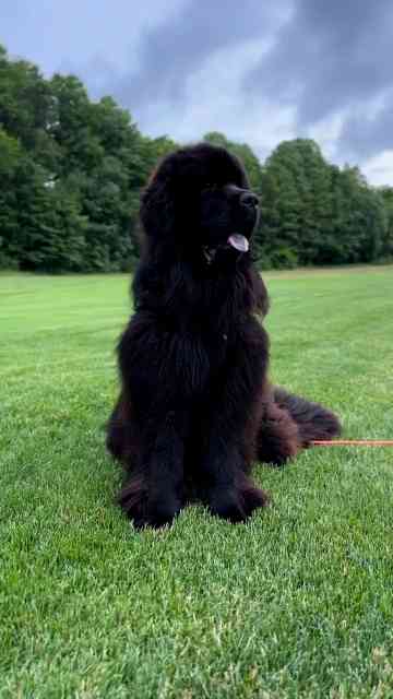 Perfect Morning with My Fluffy Newfie