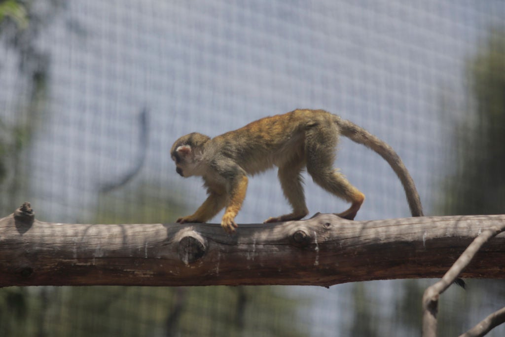 Capuchin monkey spotted on the loose in North Carolina
