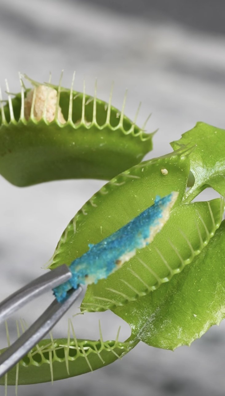 Will my venus flytrap eat a blue takis?