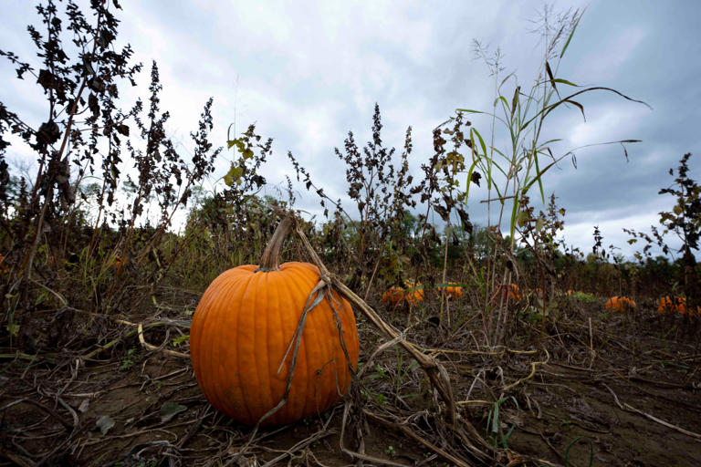 A list of pumpkin patches to visit this fall around Greater Cincinnati