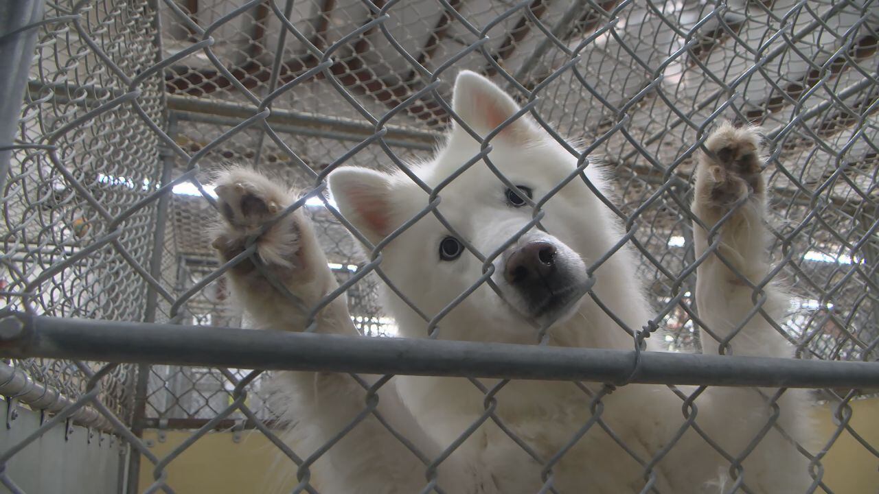 Shelby Humane Society meets donation goals to pay staff, plans next steps