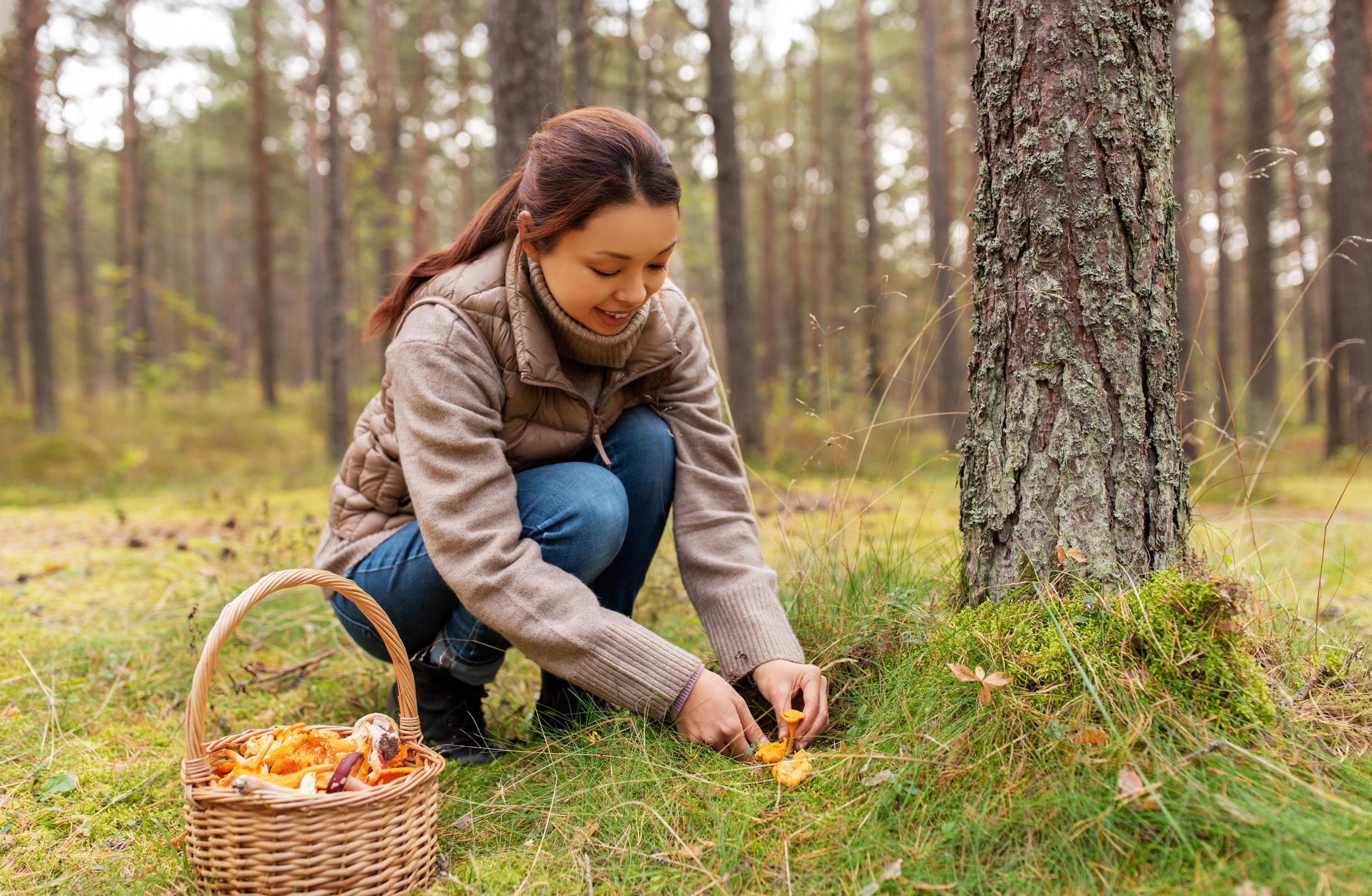 Ces champignons d’automne sont de vrais trésors et vous attendent en forêt