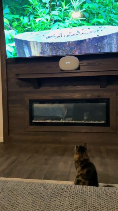 Capybara vs. Cat TV Cheesecake’s Hilarious First Reaction