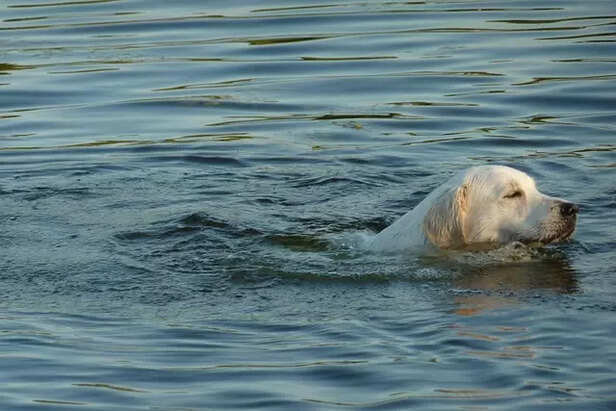 From Paws to Paddle: How to Teach Your Dog to Swim