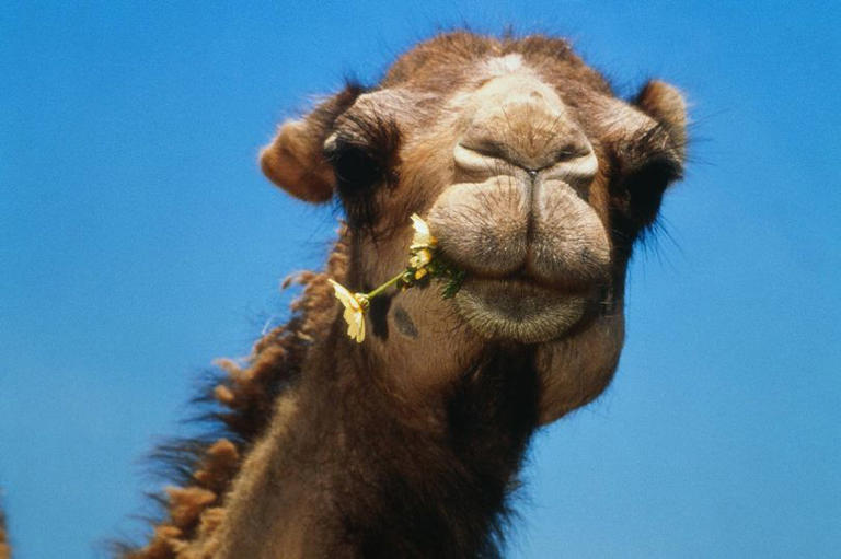 Mom's horror death after pet camel tried to mate with her and killed her