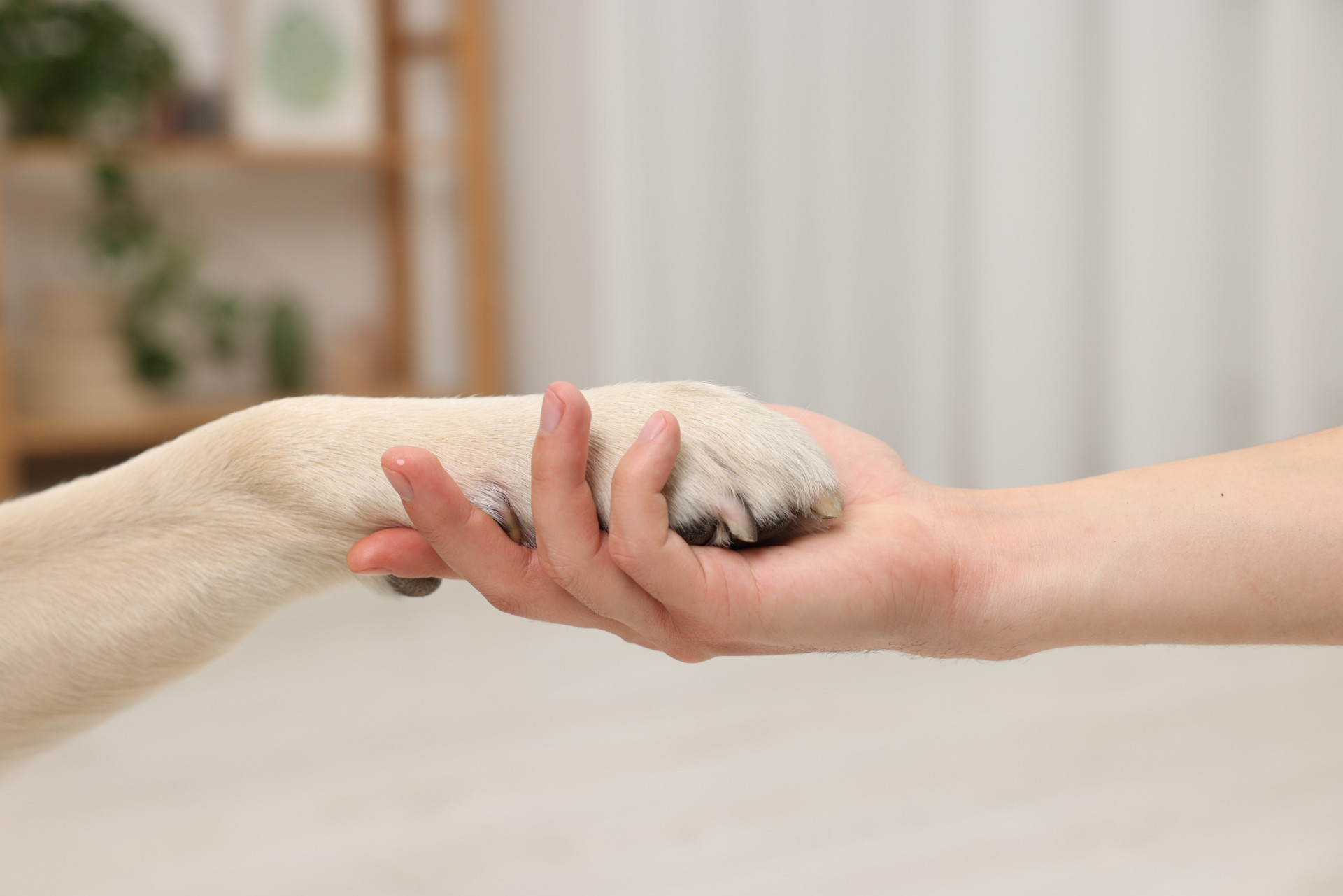 Science confirms: your brain thinks your dog is a baby