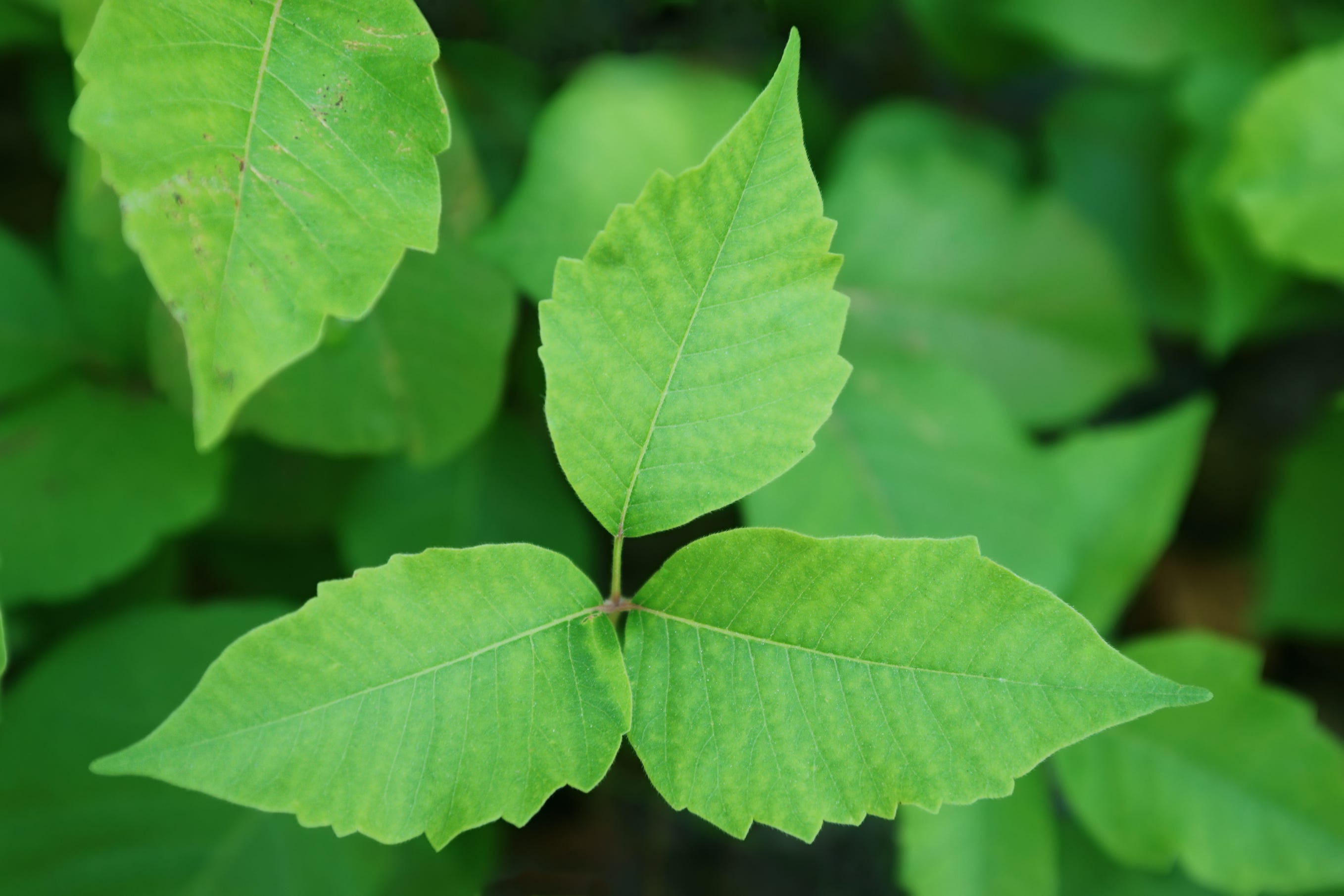 How to spot poison ivy – before it becomes a problem