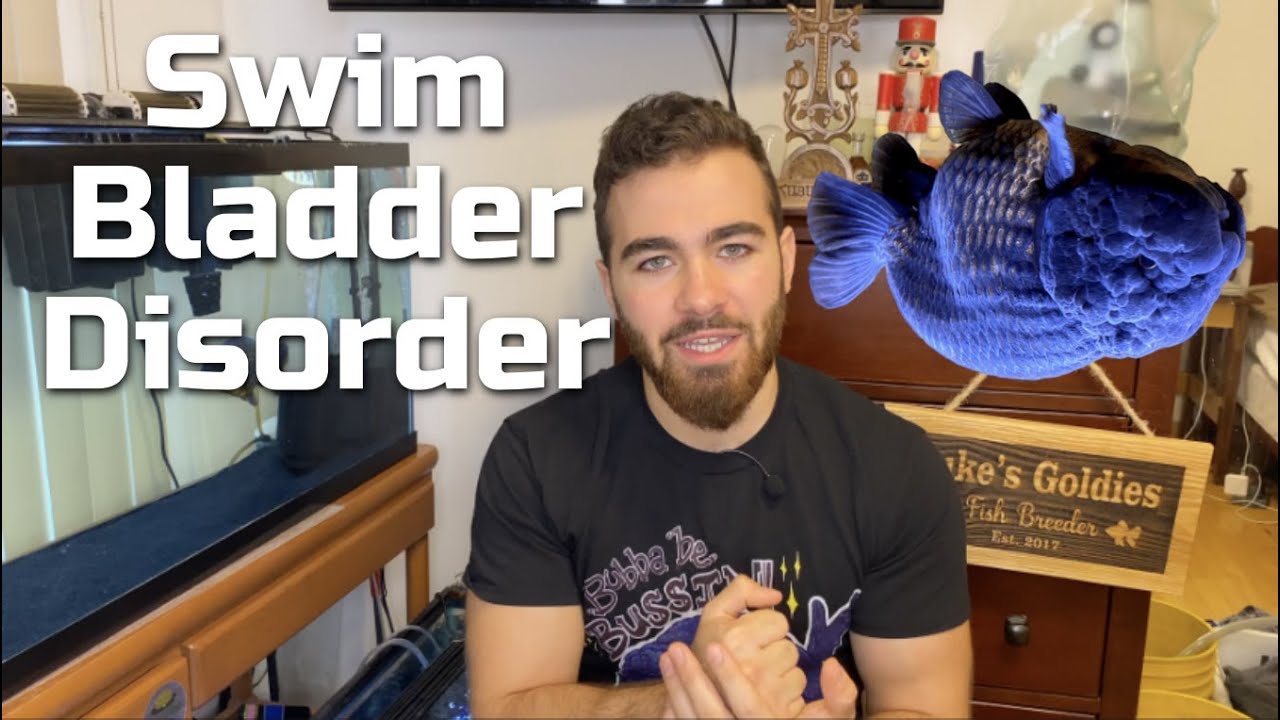 Swim Bladder Disorder Explained: Prevention And Effective Treatment