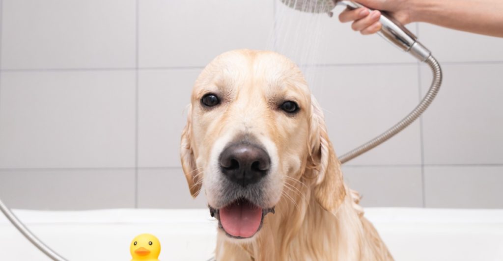 Så sällan ska du bada din hund – många gör fel