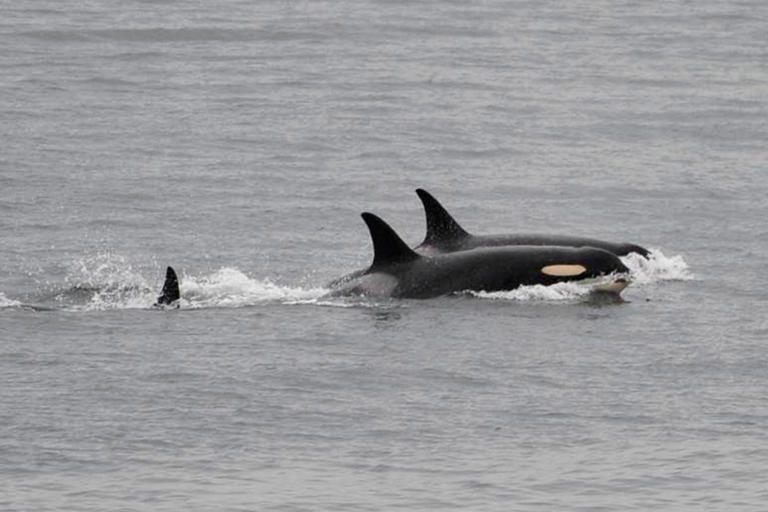 How orca ‘dialects’ could help solve the puzzle of why killer whales ...