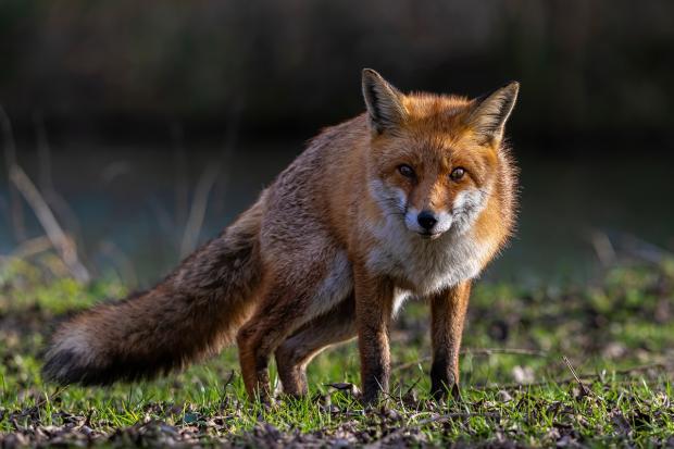 Fake fox covered in blood to be paraded to 'expose savagery of fox hunting'