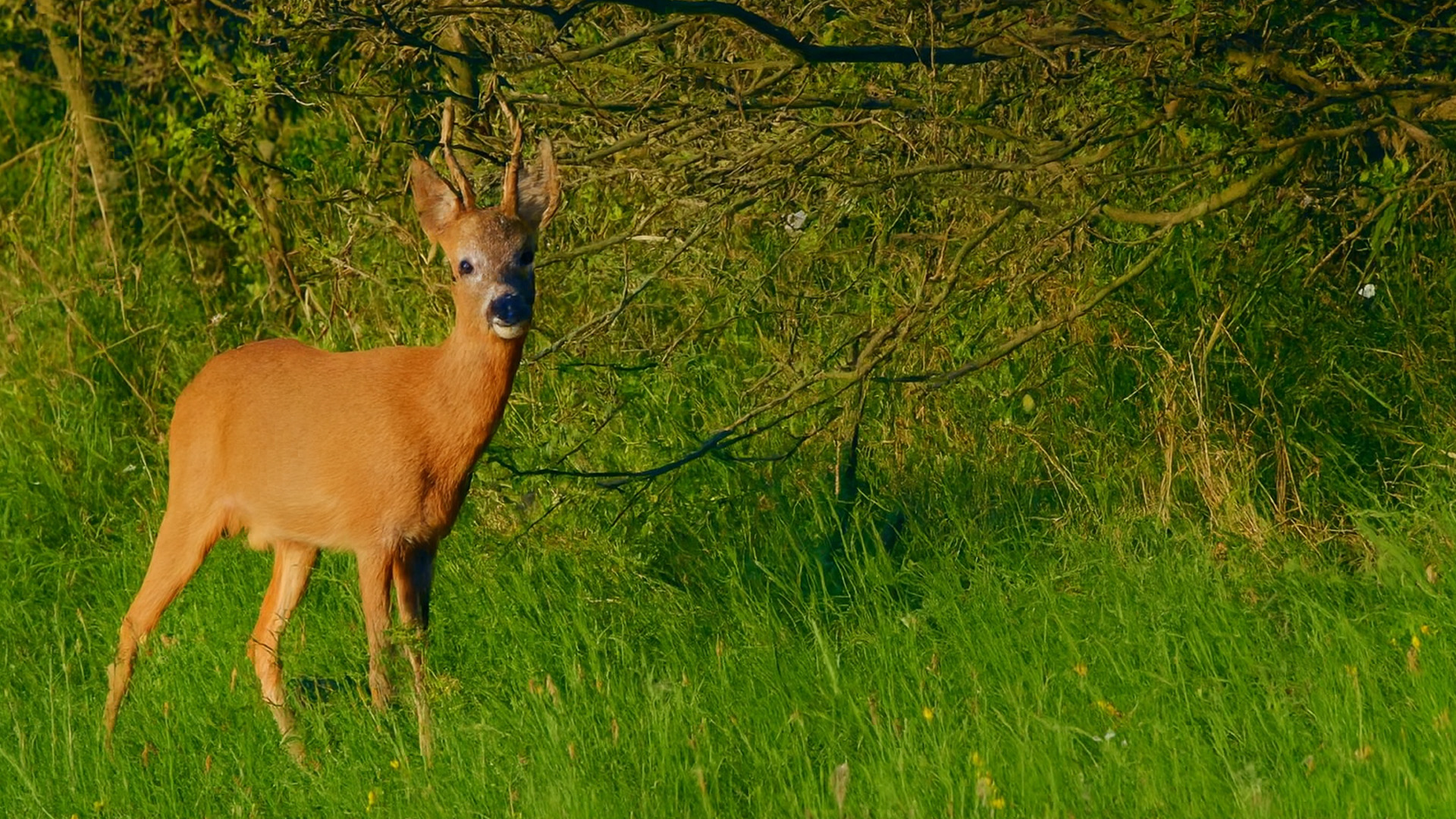 Unerwartete Begegnungen mit Wildtieren in der Natur