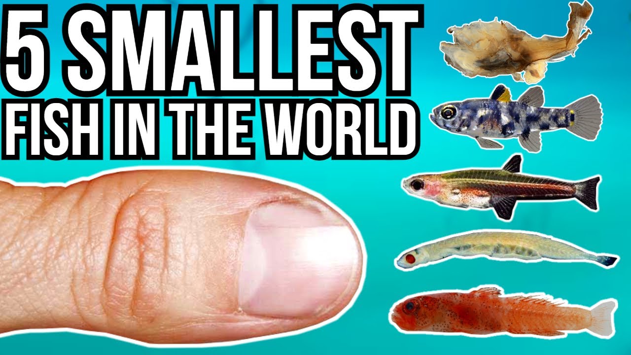 5 Smallest Fish in the World - Tiny Creatures You Won’t Believe Exist