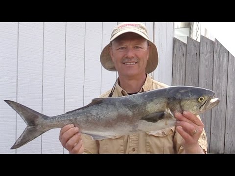 The Tastiest Part of a Fish - How to Fillet the Cheeks | Thundermist ...
