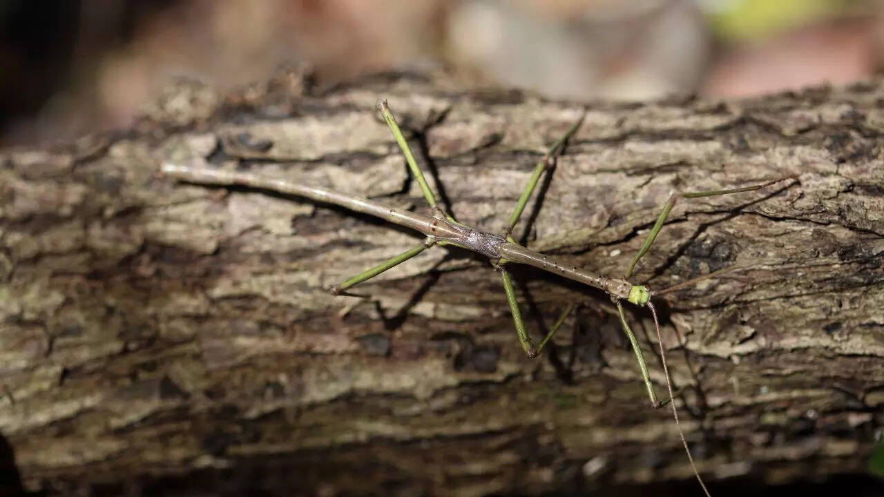 5 insects that can vanish before your eyes with their mind-blowing ...