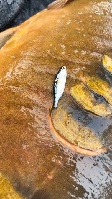 New PB Alert! This Catch Is Breaking the Internet