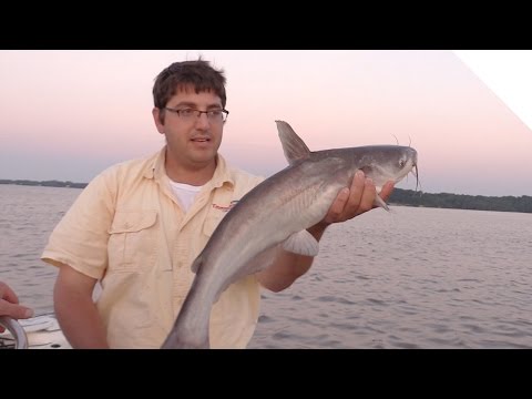 Tips on Catching Blue Cats