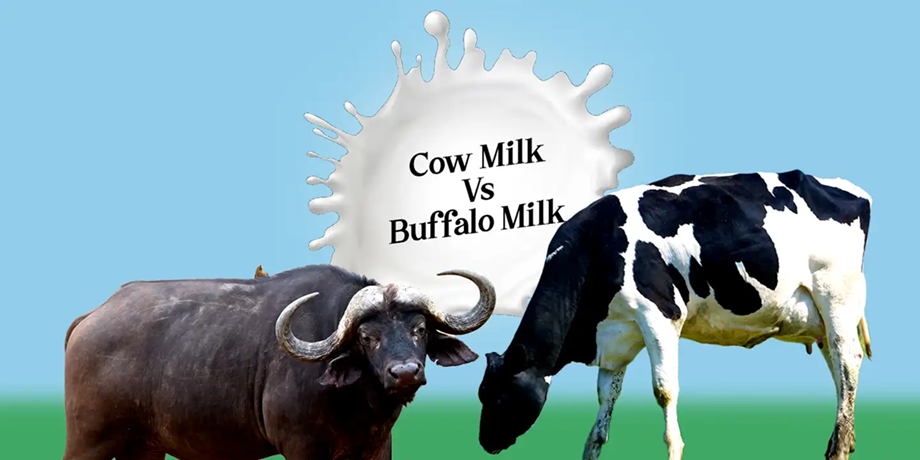 Cow vs. Buffalo Milk: Which milk is more beneficial for you or your ...