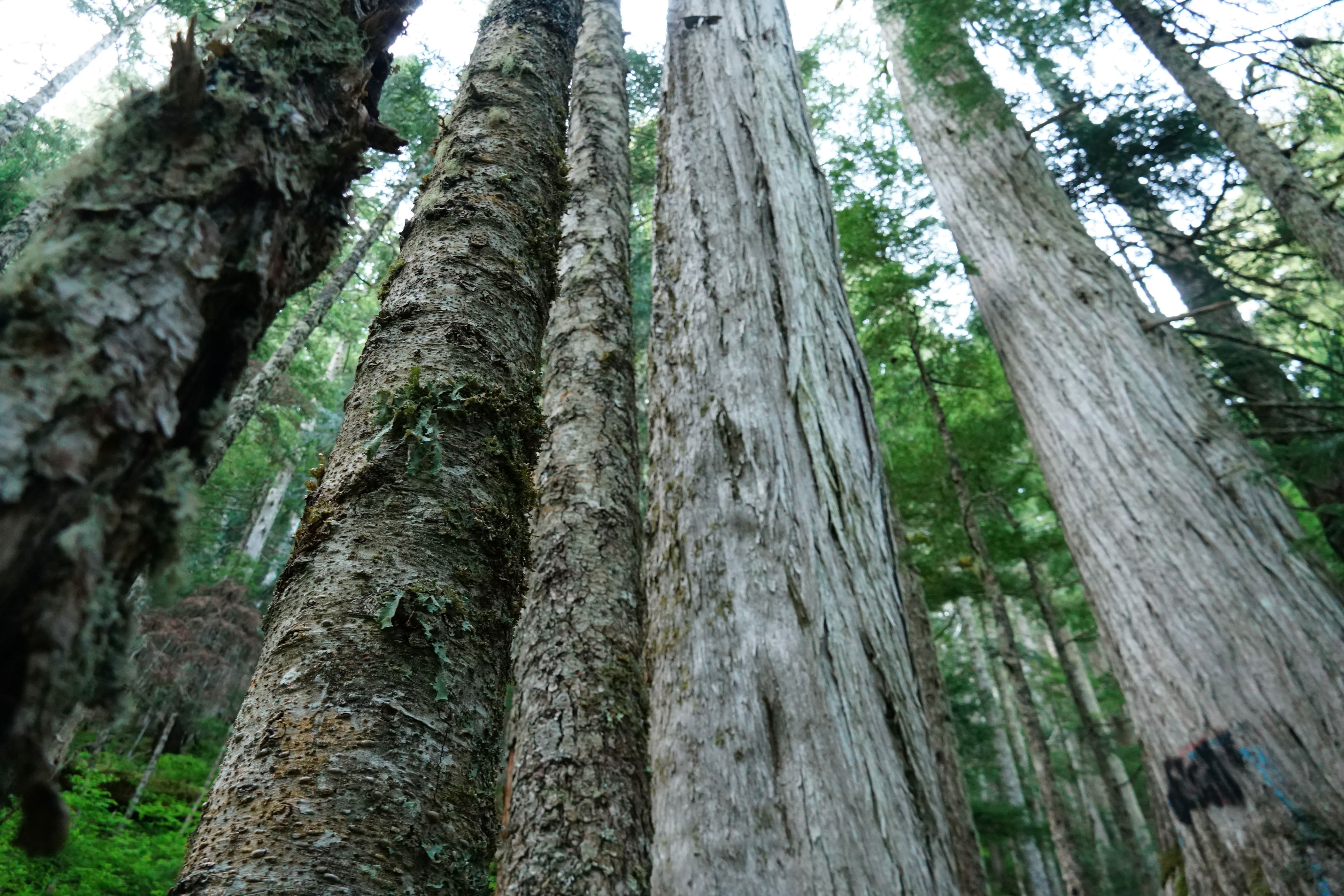 Lichen, land rights and fate of an ancient forest