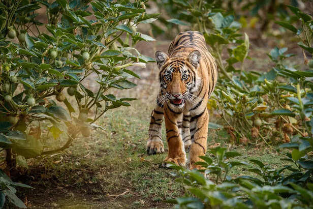 ⁠7 National Parks in India to Spot Tigers