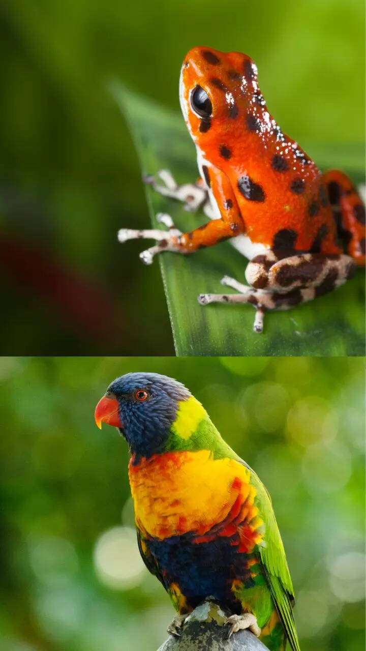 From Mandarin Fish to Mandrill: 10 strikingly colourful animals from ...