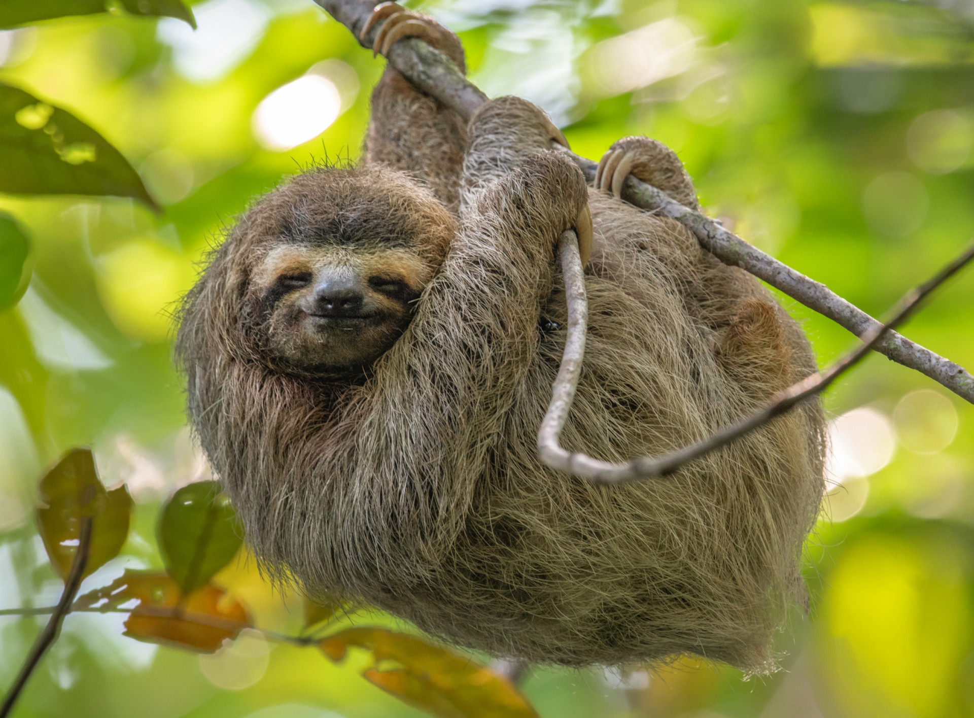 The slowest creatures in the animal kingdom