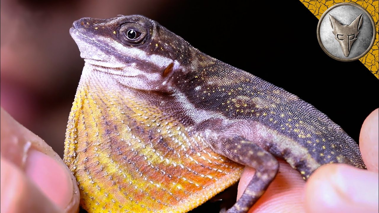 Rare sighting: The secretive waterfall lizard