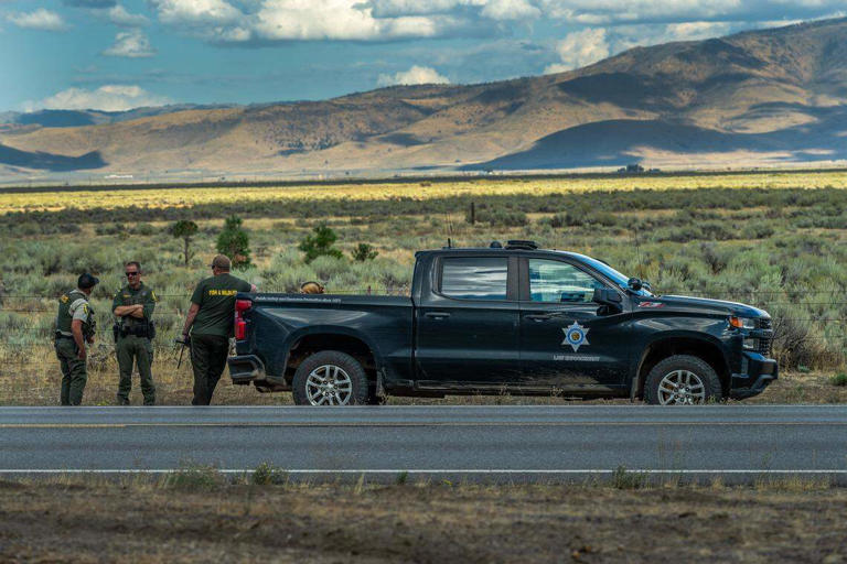 Wolf attacks on California cattle more than double despite state ...