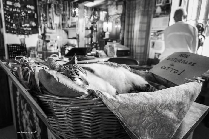 Cats At Work: I Captured Cats Living In People’s Working Places (29 Pics)