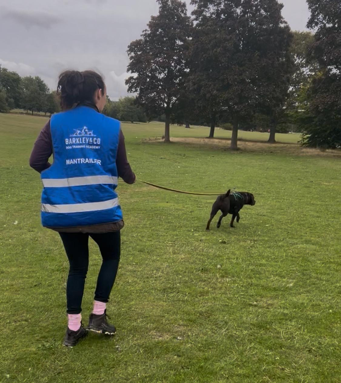 Unleashing your dog’s inner detective: An introduction to mantrailing ...