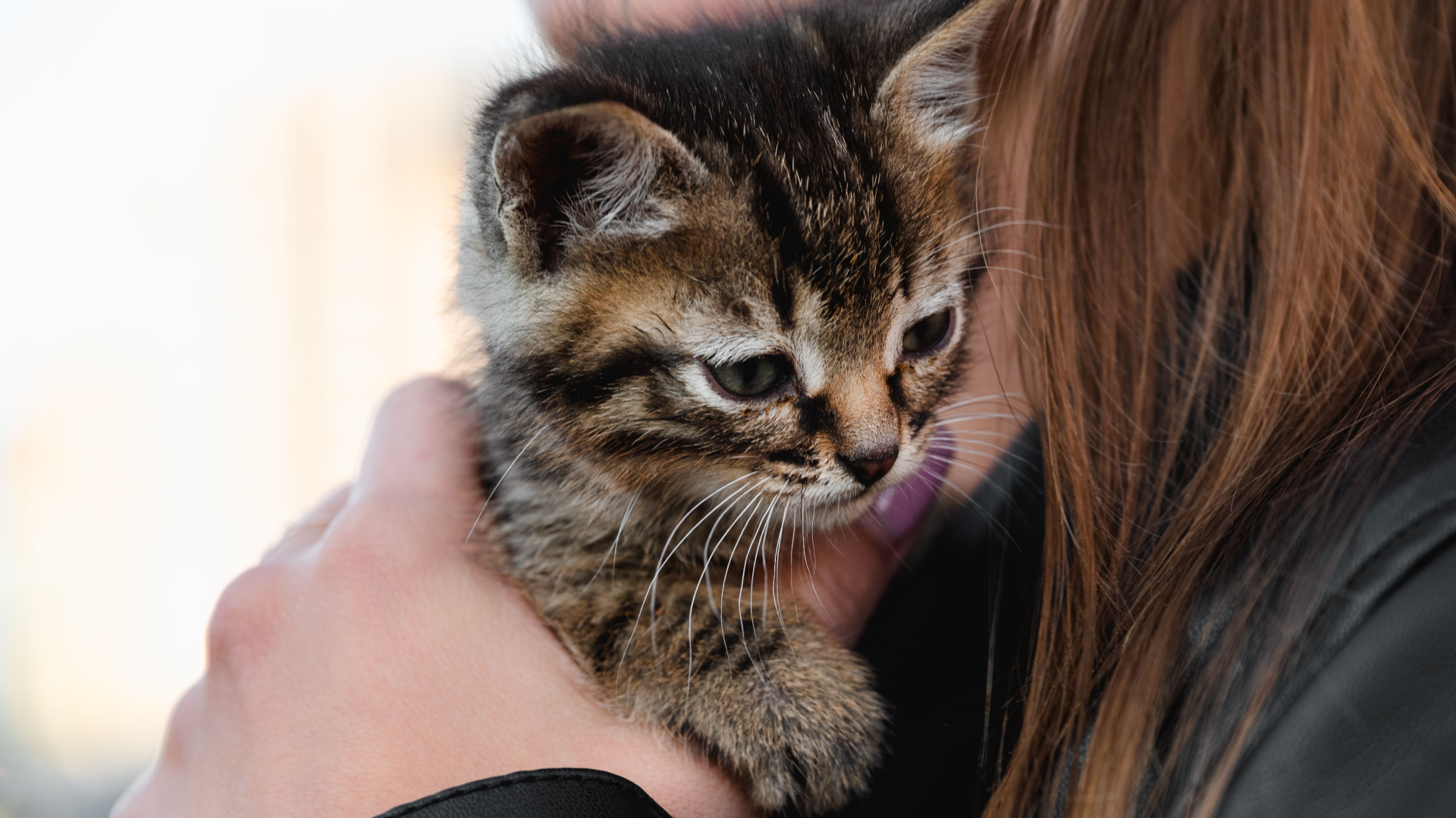 9 Signs That Your Cat Needs More Attention And Love