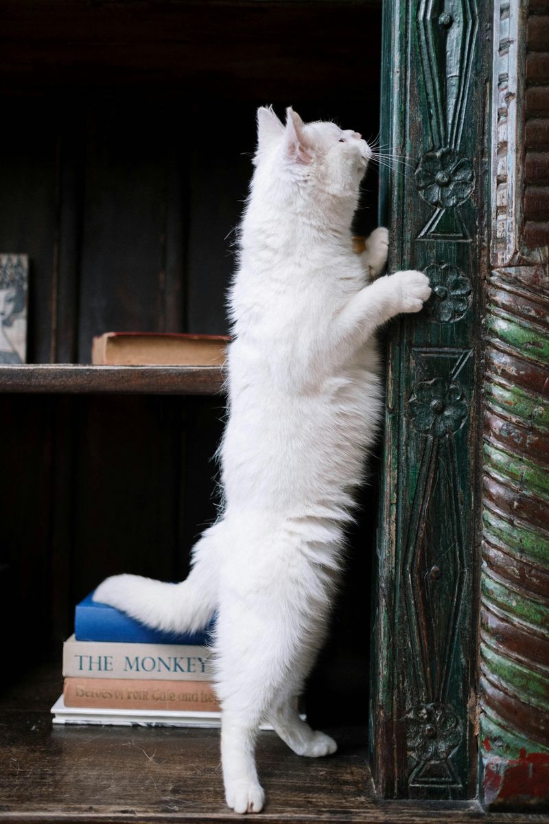 9 Signs That Your Cat Needs More Attention And Love