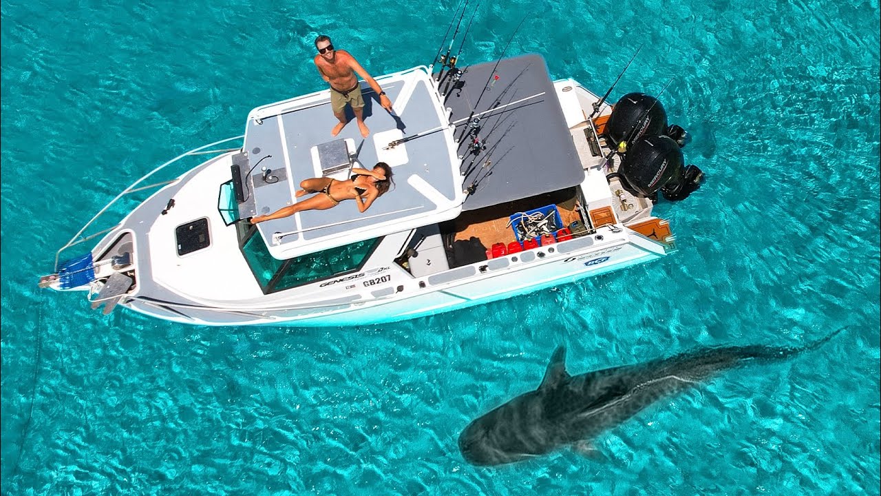 Huge tiger shark encounter at remote island