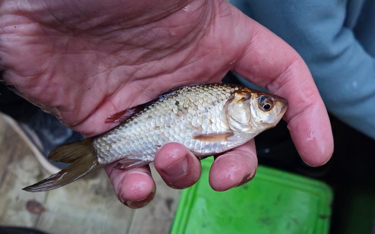 Gullfisk truer svenske innsjøer – starter norsk giftbehandling
