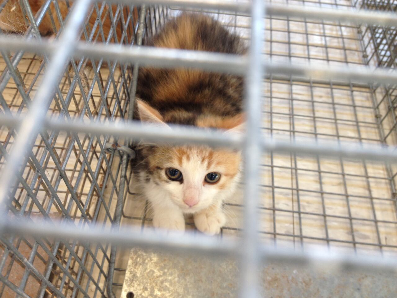 Cat Action Team in need of volunteers, funding to continue spay and ...