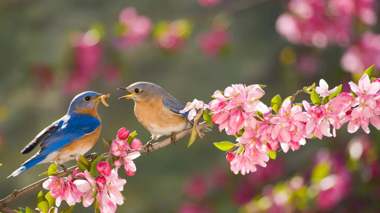How to attract little birds to your balcony garden