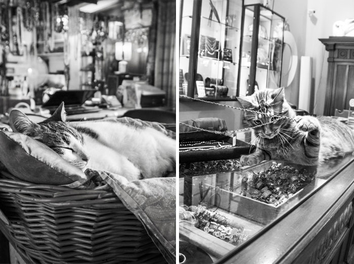 Cats At Work: I Captured Cats Living In People’s Working Places (29 Pics)