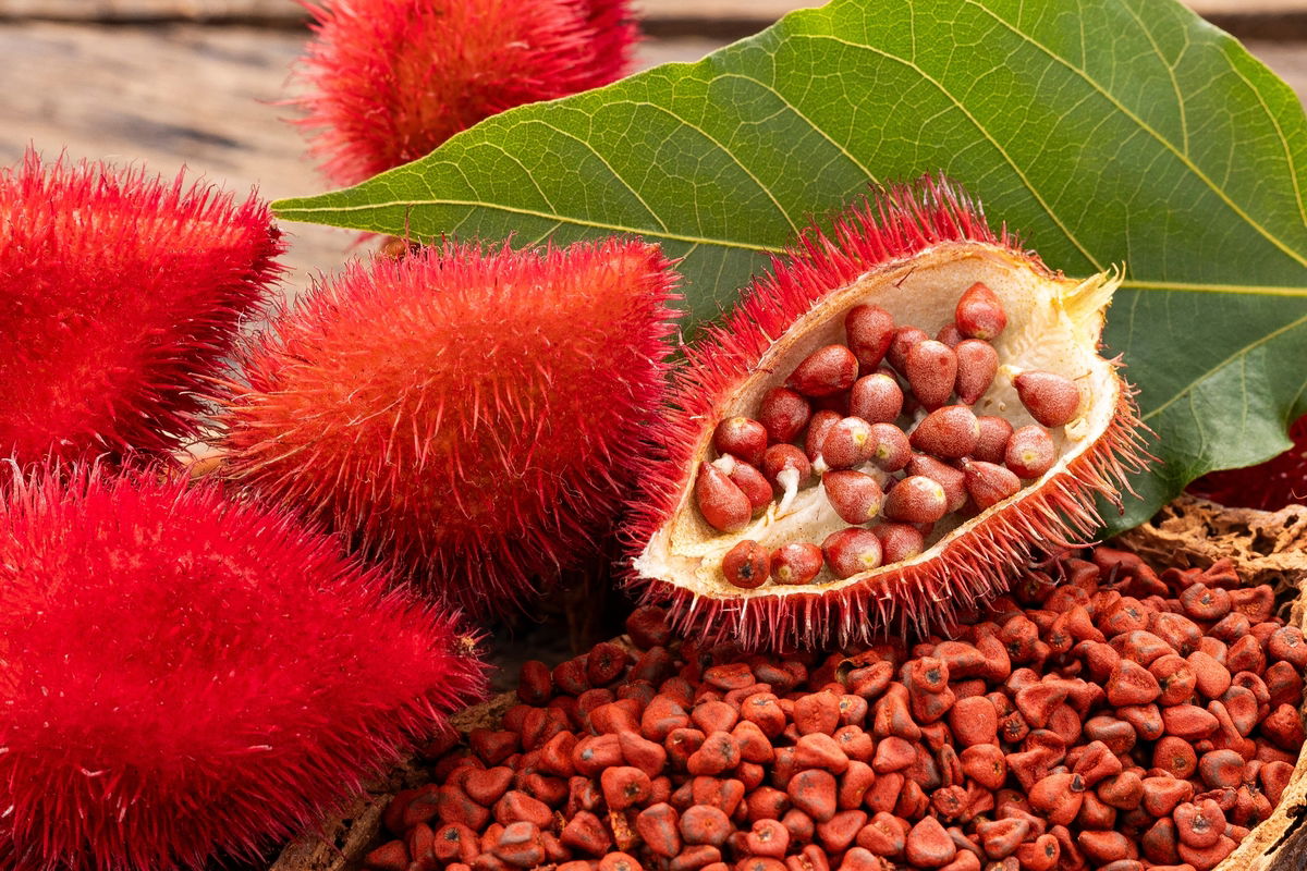 Urucum: o que é, para que serve (e como fazer o chá)