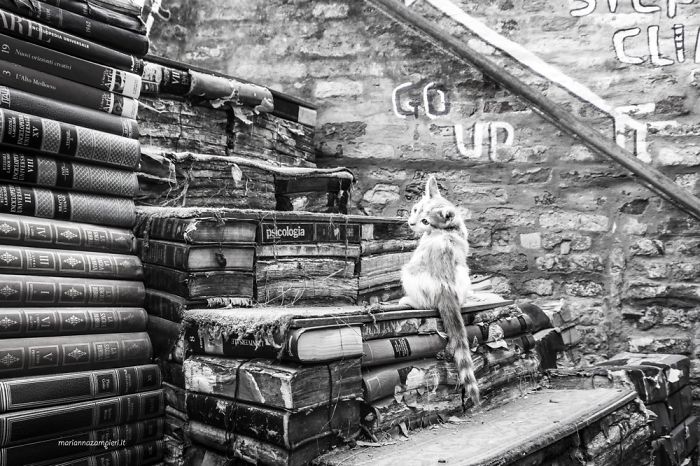 Cats At Work: I Captured Cats Living In People’s Working Places (29 Pics)