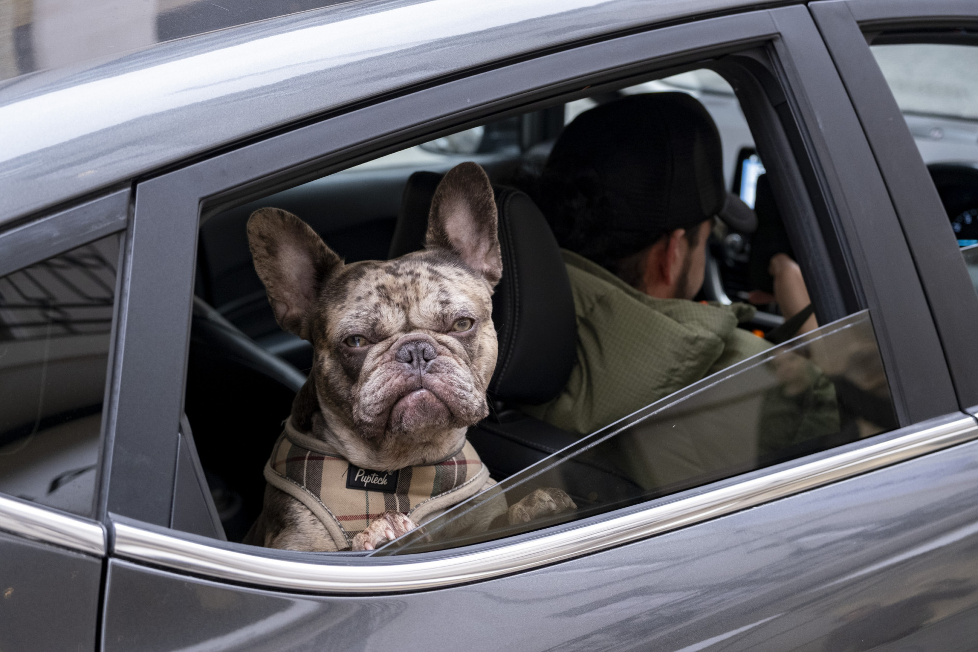 Mærkelige hundeadfærd: Hvad er det, din hund forsøger at fortælle dig?