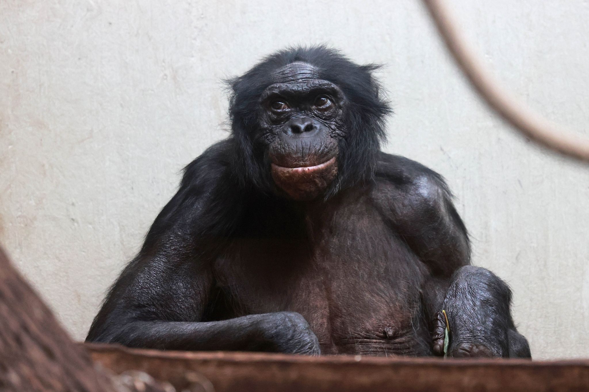 Hochbetagter Bonobo im Wuppertaler Zoo eingeschläfert