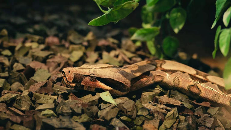 Scientists discover surprising secret cells inside python guts that help it to dissolve bones!