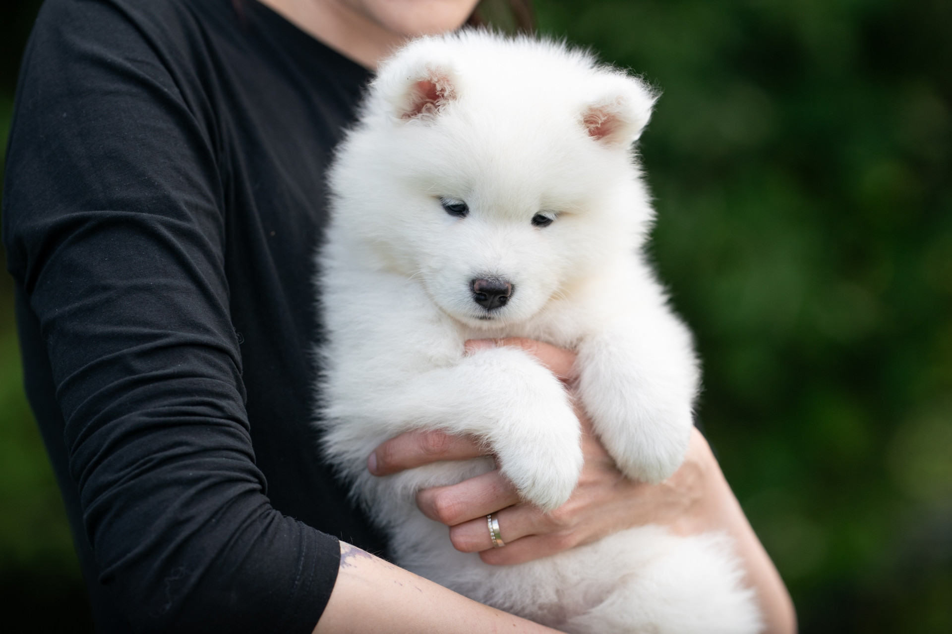 Cães hipoalergênicos: raças de cachorro que são perfeitas para quem tem ...