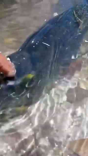 Wild Pet Fish