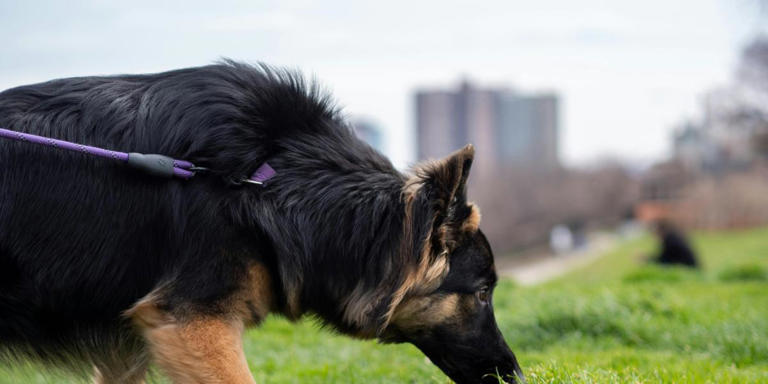 Mery Calvo, educadora canina: "Los perros tienen un sentido del olfato ...