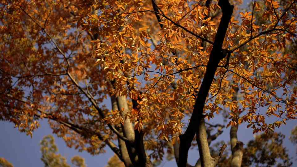 Japan’s zoning laws: Flexible rules, surprising cityscapes