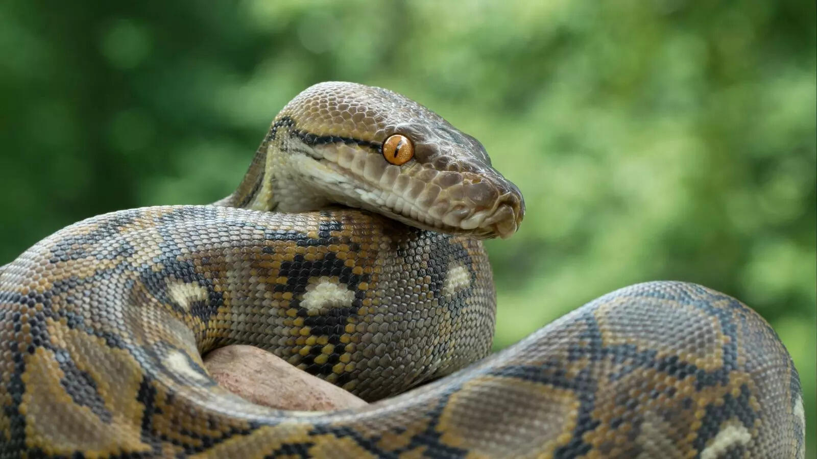 Scientists discover surprising secret cells inside python guts that help it to dissolve bones!